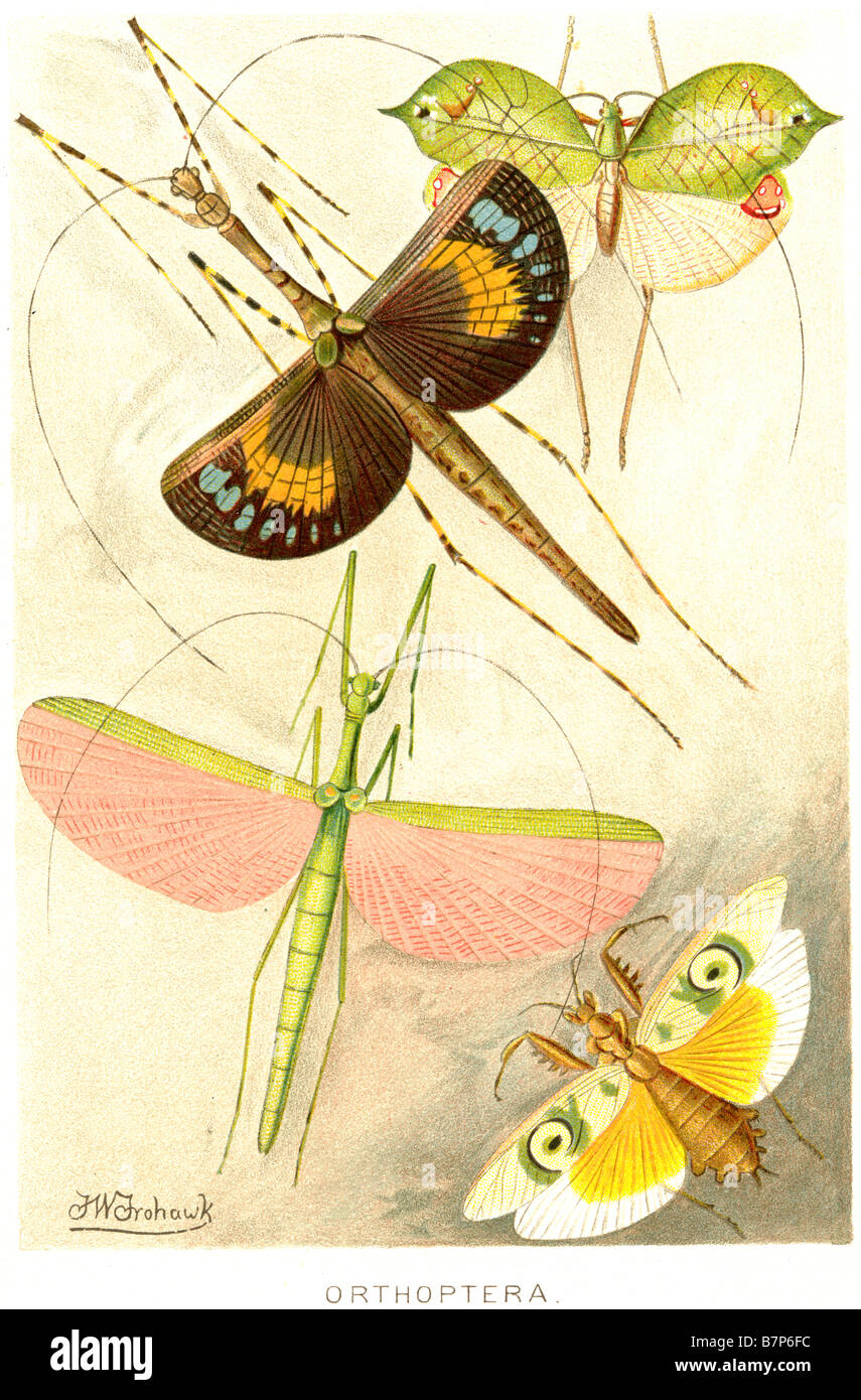 Incomplete metamorphosis hi-res stock photography and images - Alamy