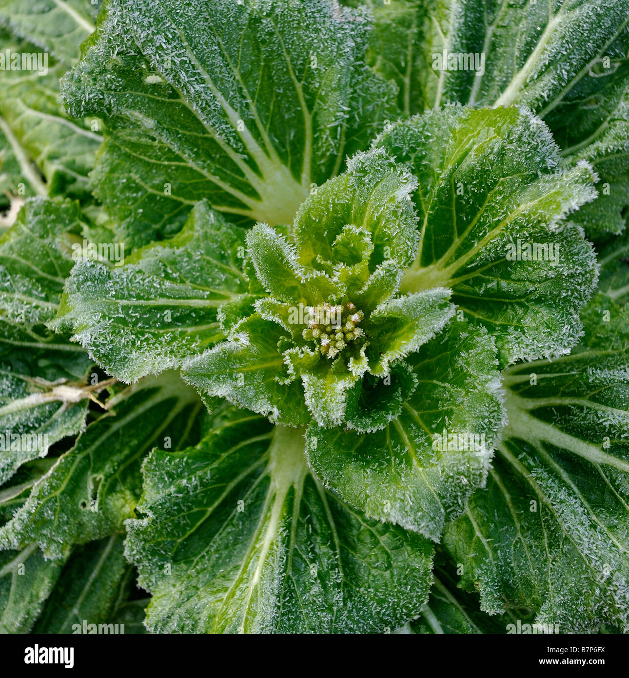 Winter cabbage hi-res stock photography and images - Alamy