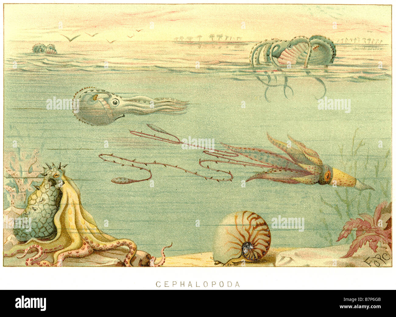 cephalopods kephalópoda head-feet mollusc Cephalopoda characterized ...