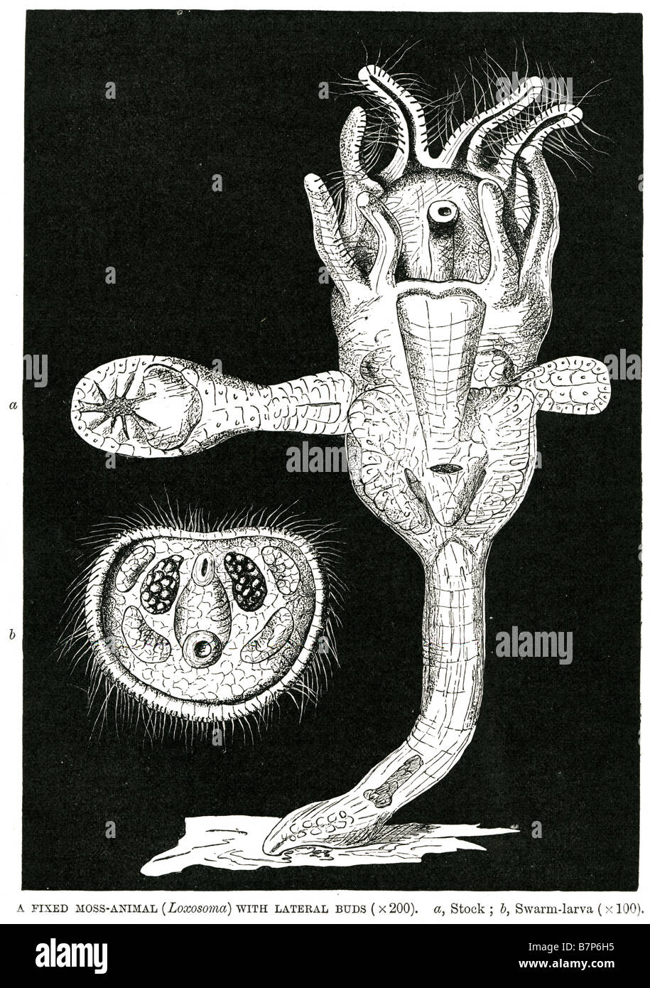 Entoprocta is a phylum of small aquatic animals hi-res stock ...