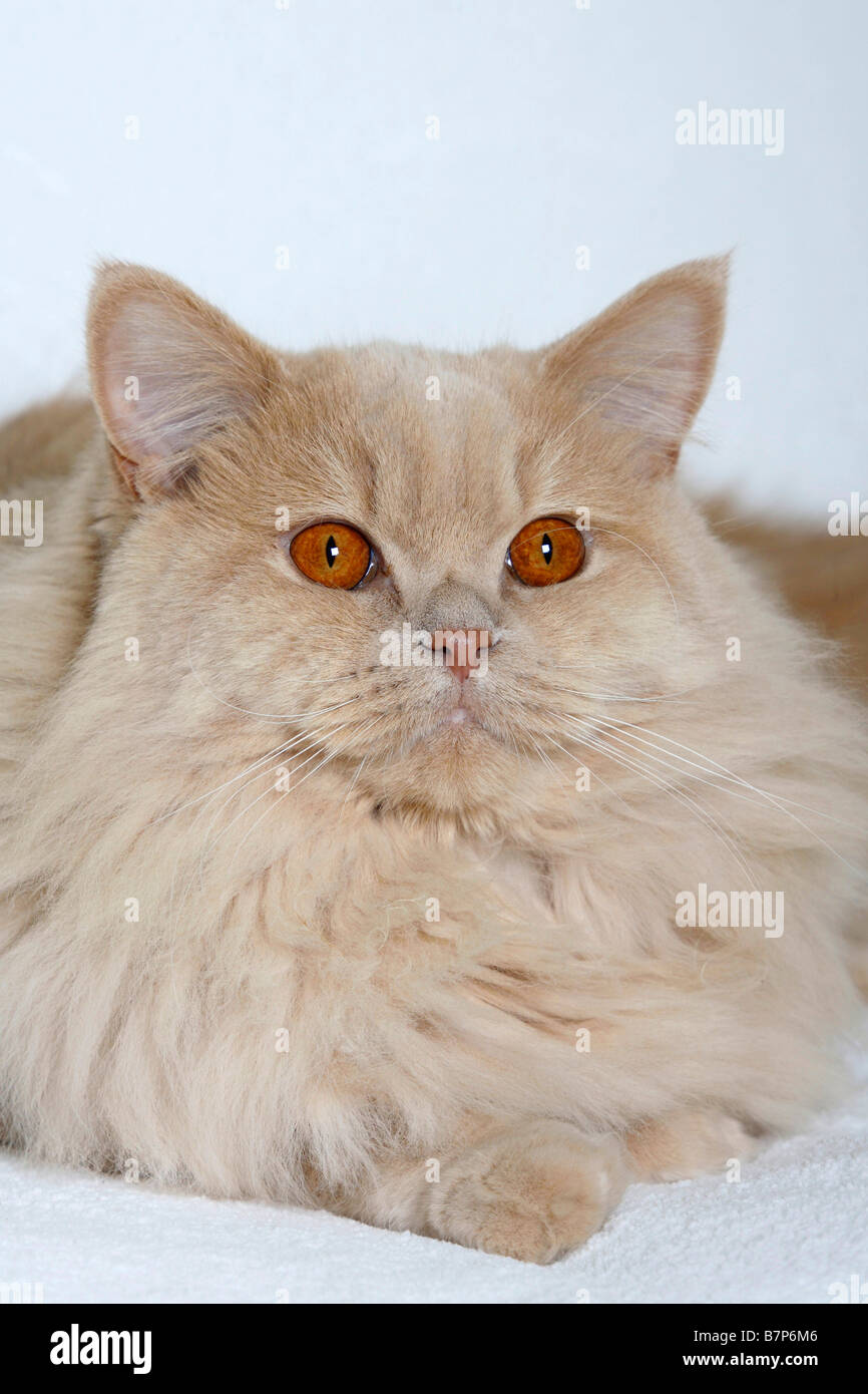 British Longhair Cat tomcat cream Highlander Lowlander Britanica Stock ...