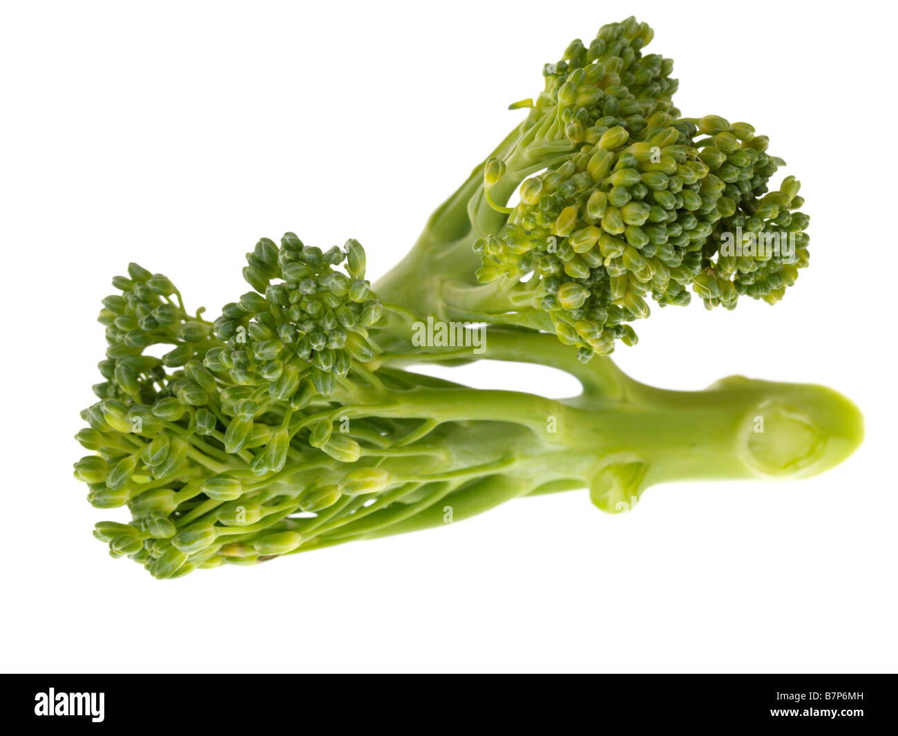 Fresh Organic Grown Tender Stem Broccoli Vegetable Against A White ...