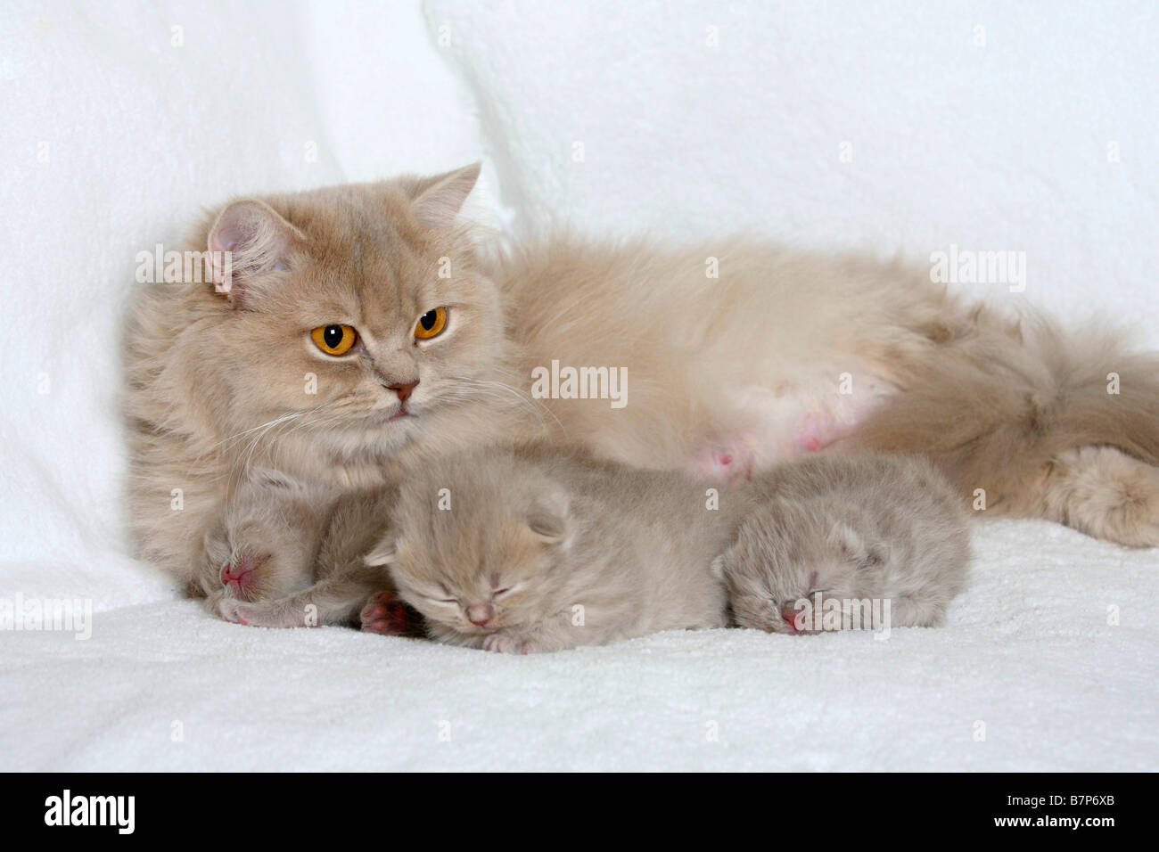 British Longhair Cat lilac tabby makarell and kittens 18 days ...