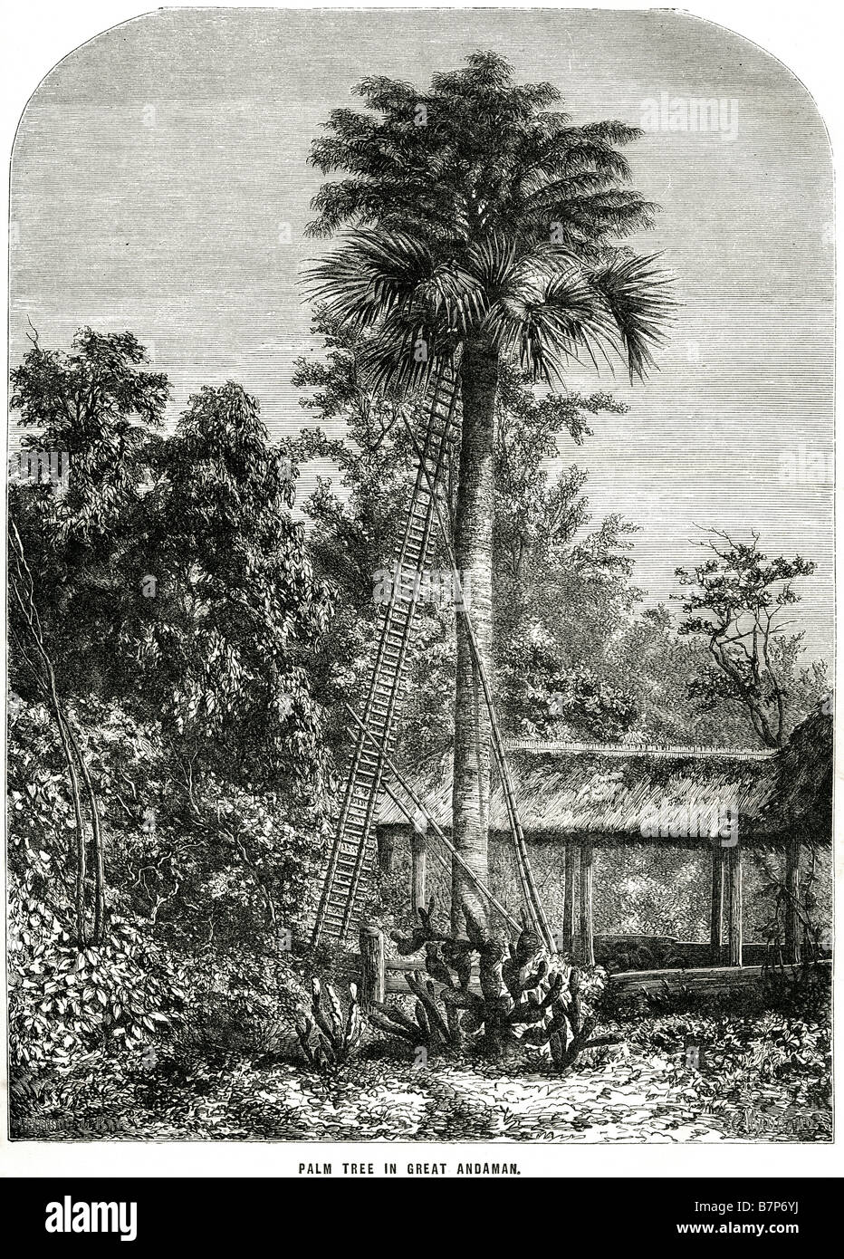 Palm Tree Great Andaman island shore beach grass hut shore tropical ...