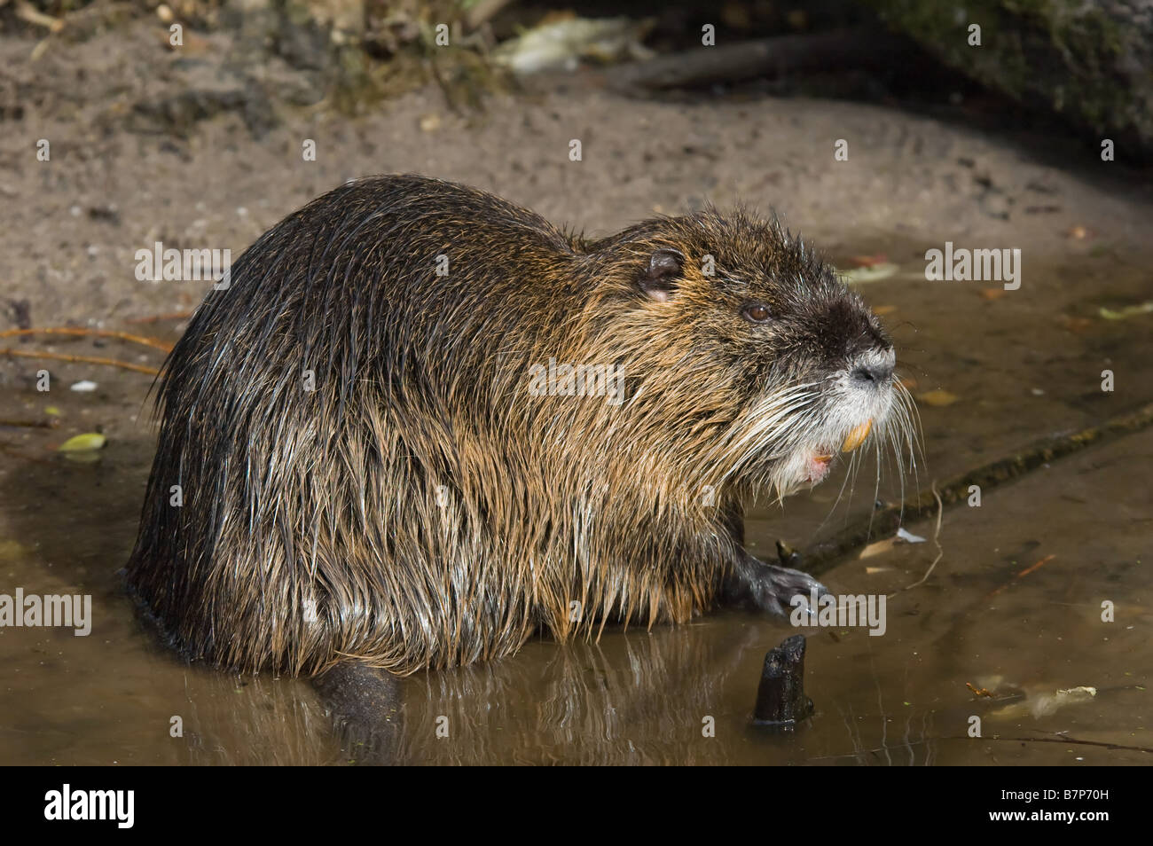 closeup of a coypu also named nutria native to South America Stock ...