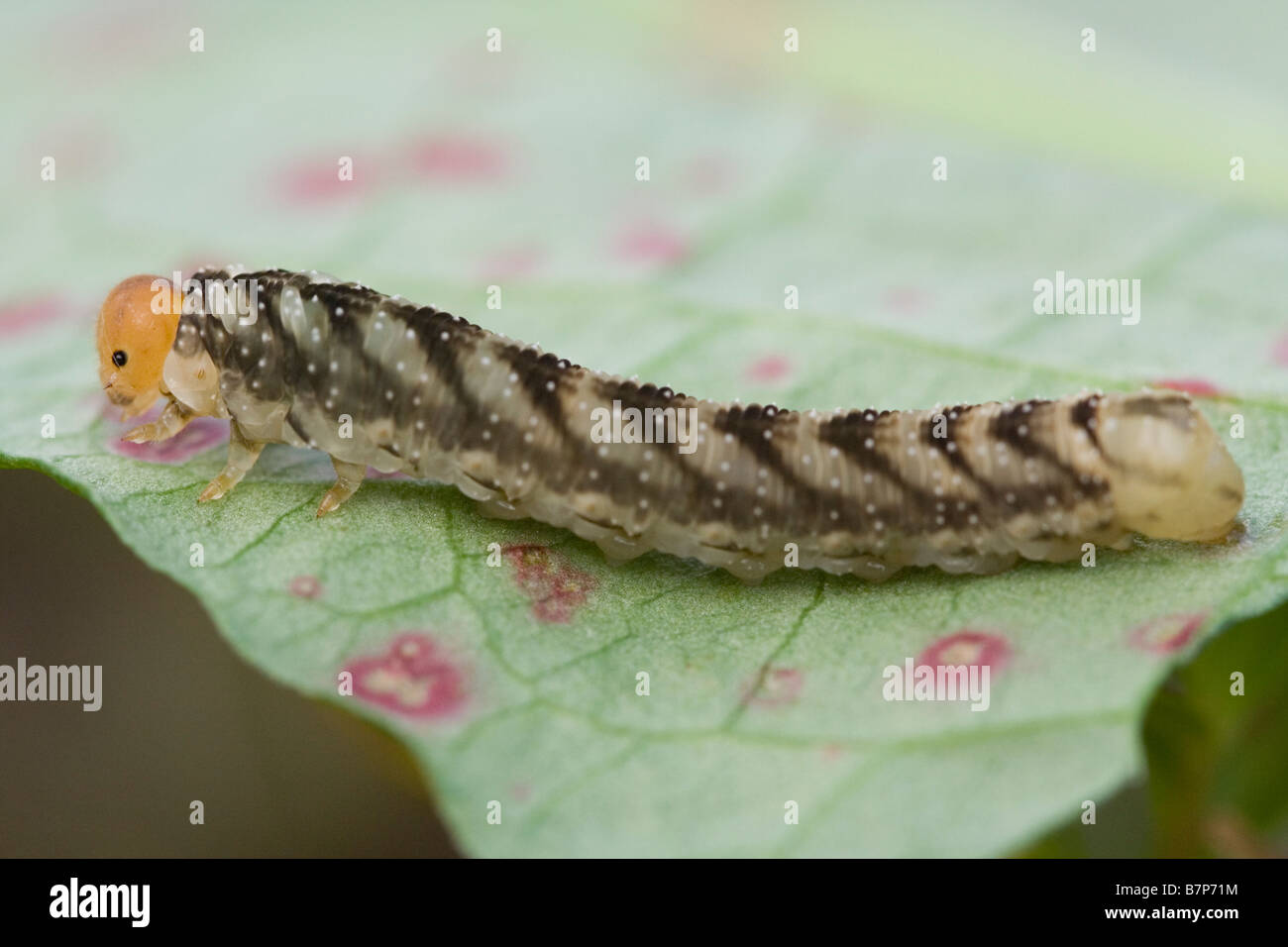 Caterpillar on a leaf hi-res stock photography and images - Alamy