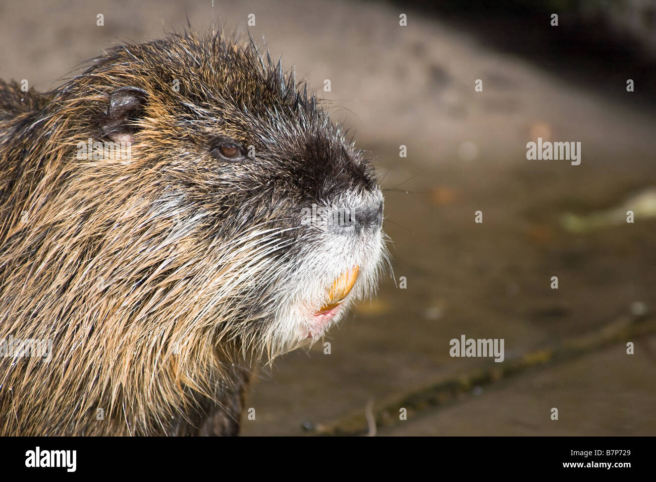 Nutrija hi-res stock photography and images - Alamy