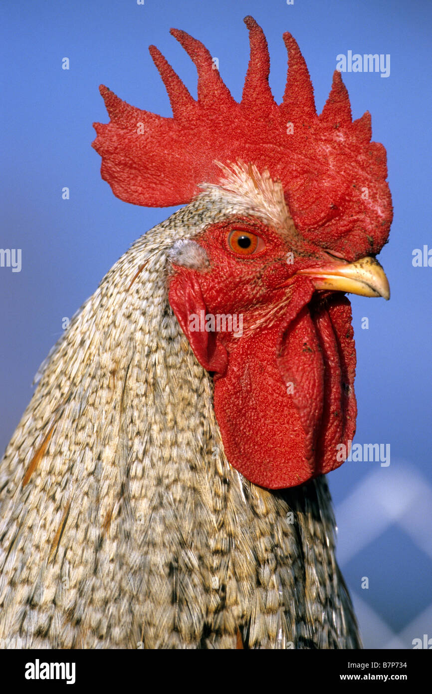 Domestic Chicken (Gallus gallus domesticus), cock, portrait Stock Photo ...