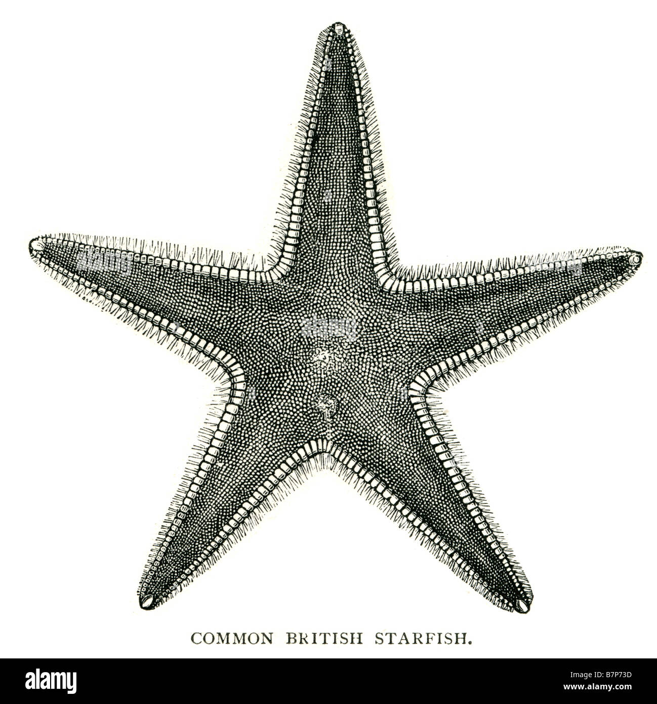 Printed five across hi-res stock photography and images - Alamy