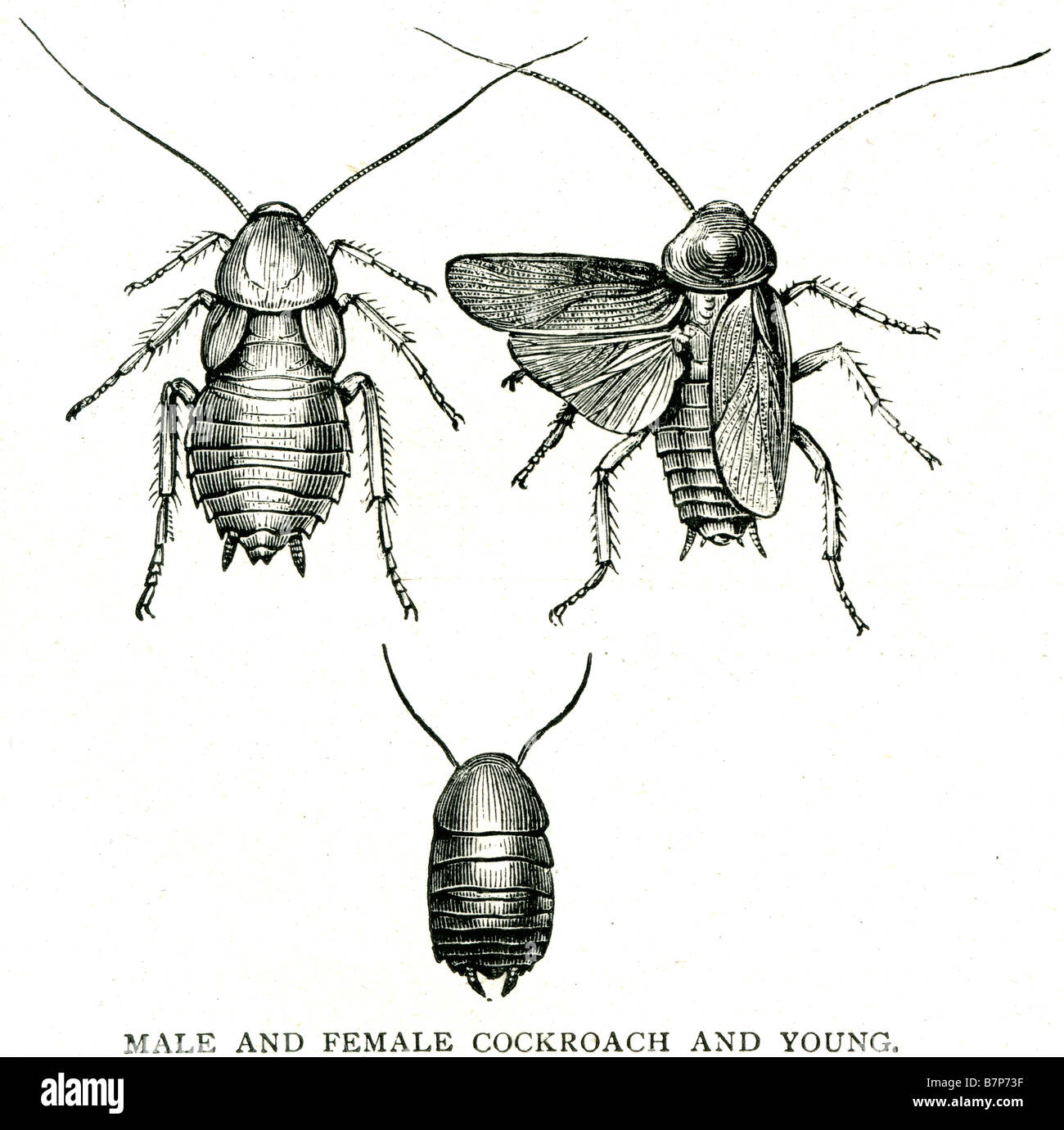Male Female Cockroach Blattaria Blatta Cockroaches Pest Young Insect Wildlife Nature Wild 
