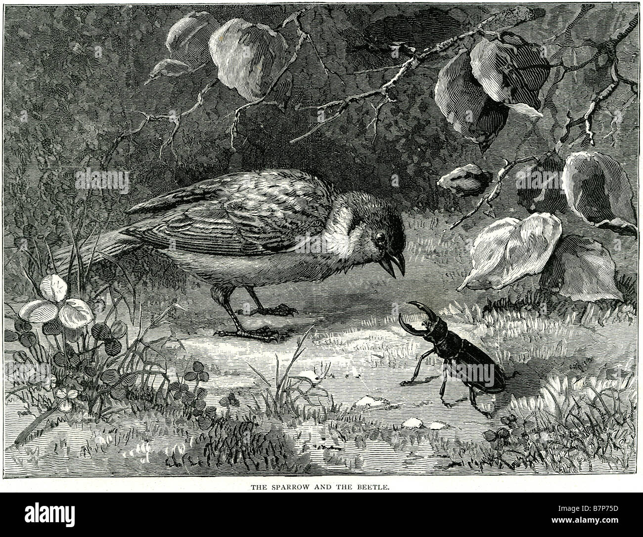 sparrow Passeridae Eurasian Tree seed-eater beetle bird insect feeding ...