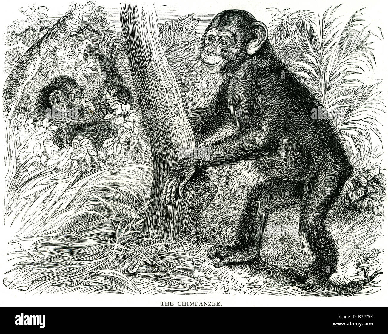 Chimpanzee Pan troglodytes Central Africa chimp monkey primate jungle ...