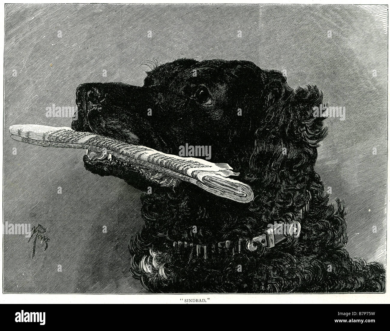 Sinbad canine dog fetch faith full post newspaper delivering profile ...