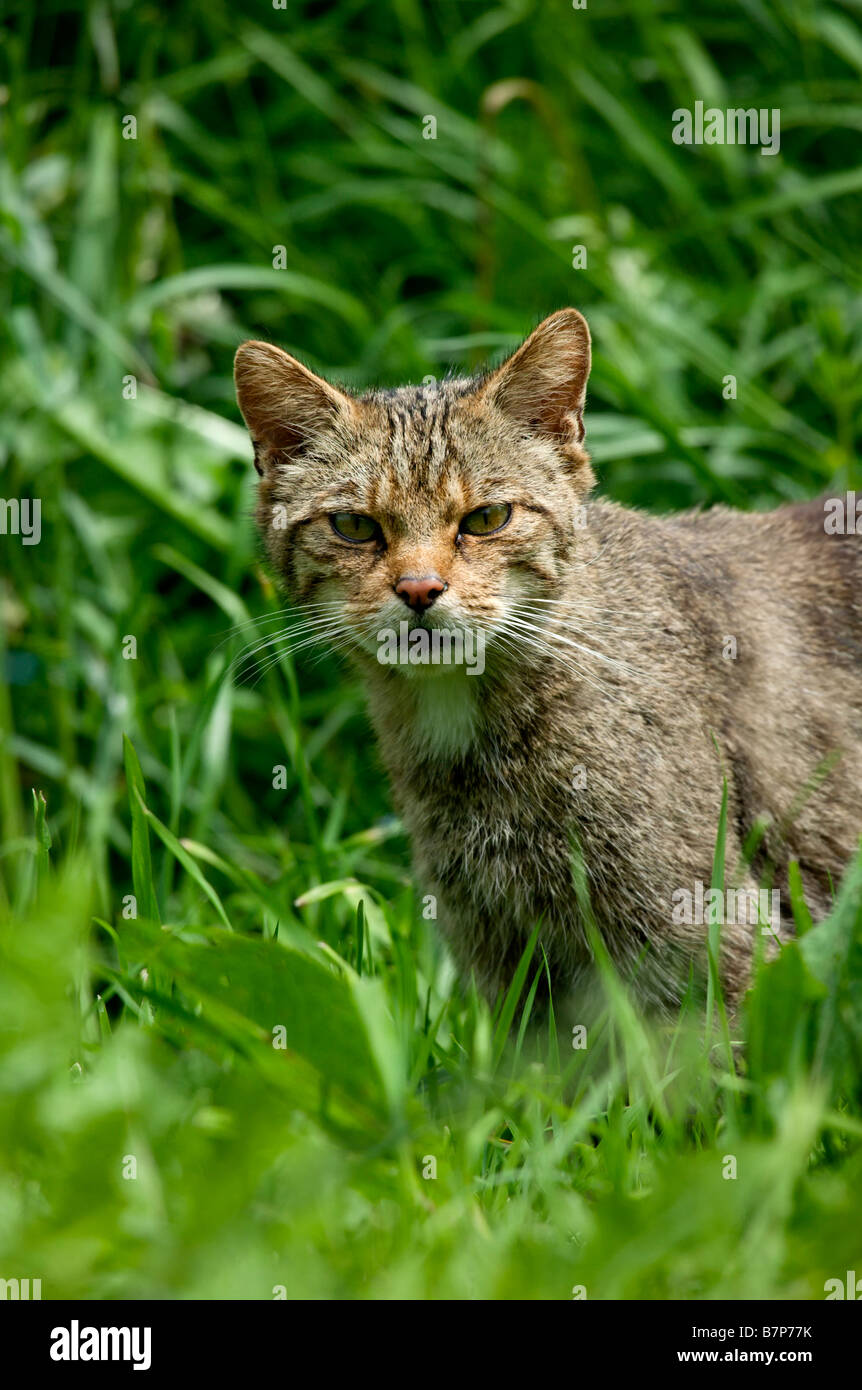 Scottish Wildcat (Felis sylvestris) in long grass Stock Photo - Alamy
