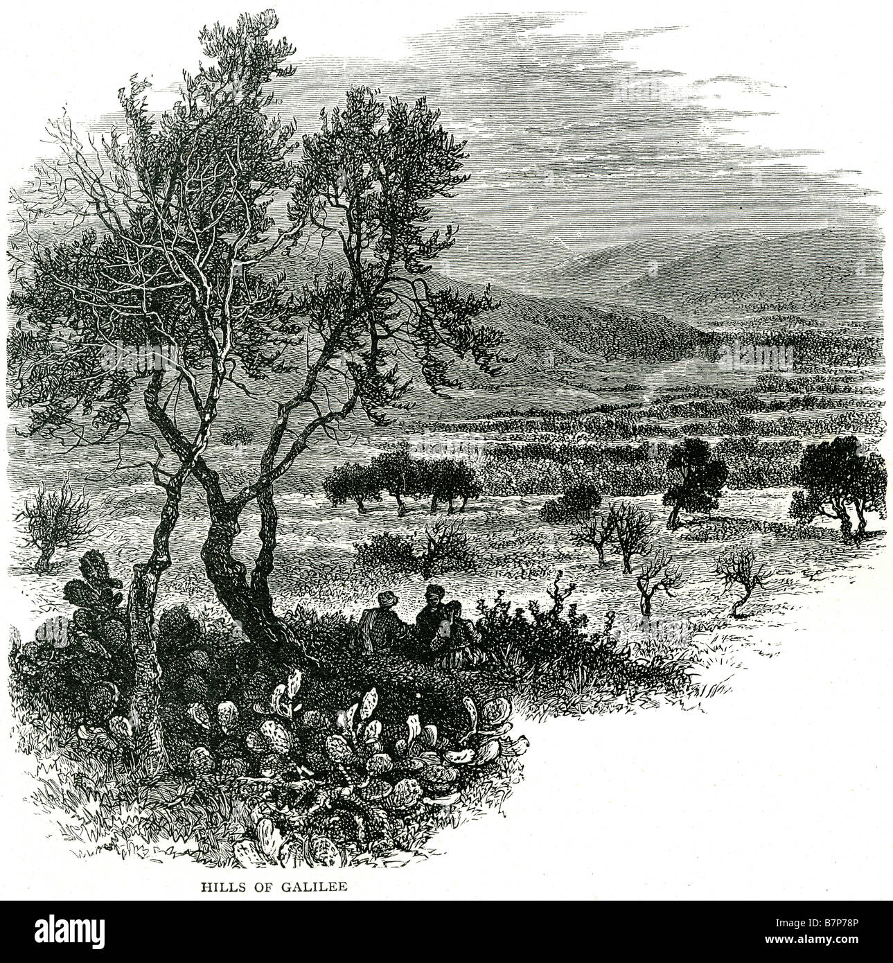 Hills Galilee tree wilderness country side outdoors valleys mountain ...