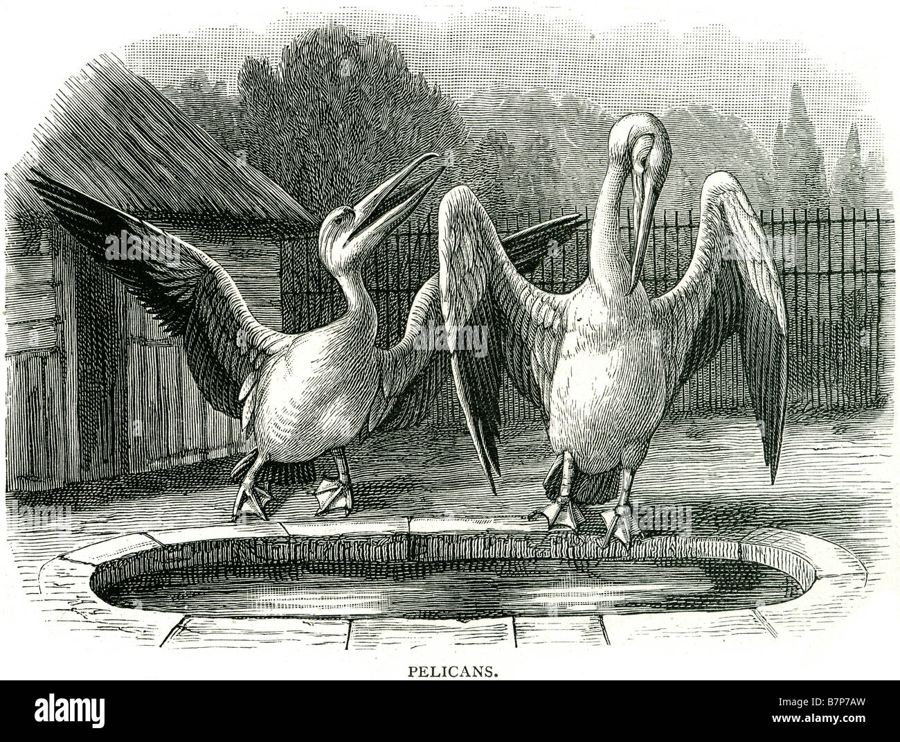 Victorian zoo hi-res stock photography and images - Alamy