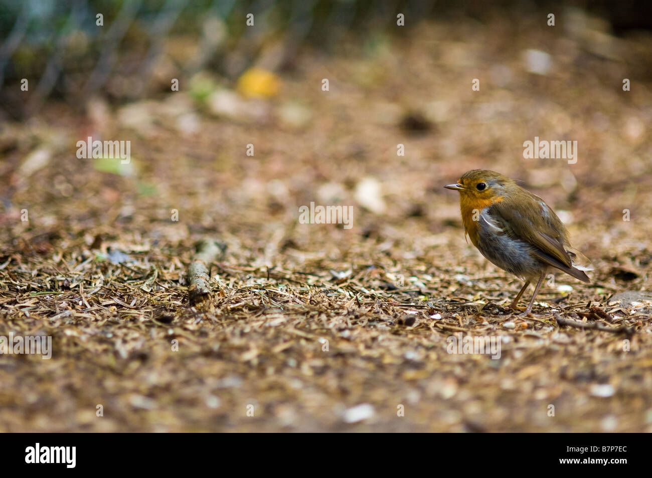 Cute robin hi-res stock photography and images - Alamy