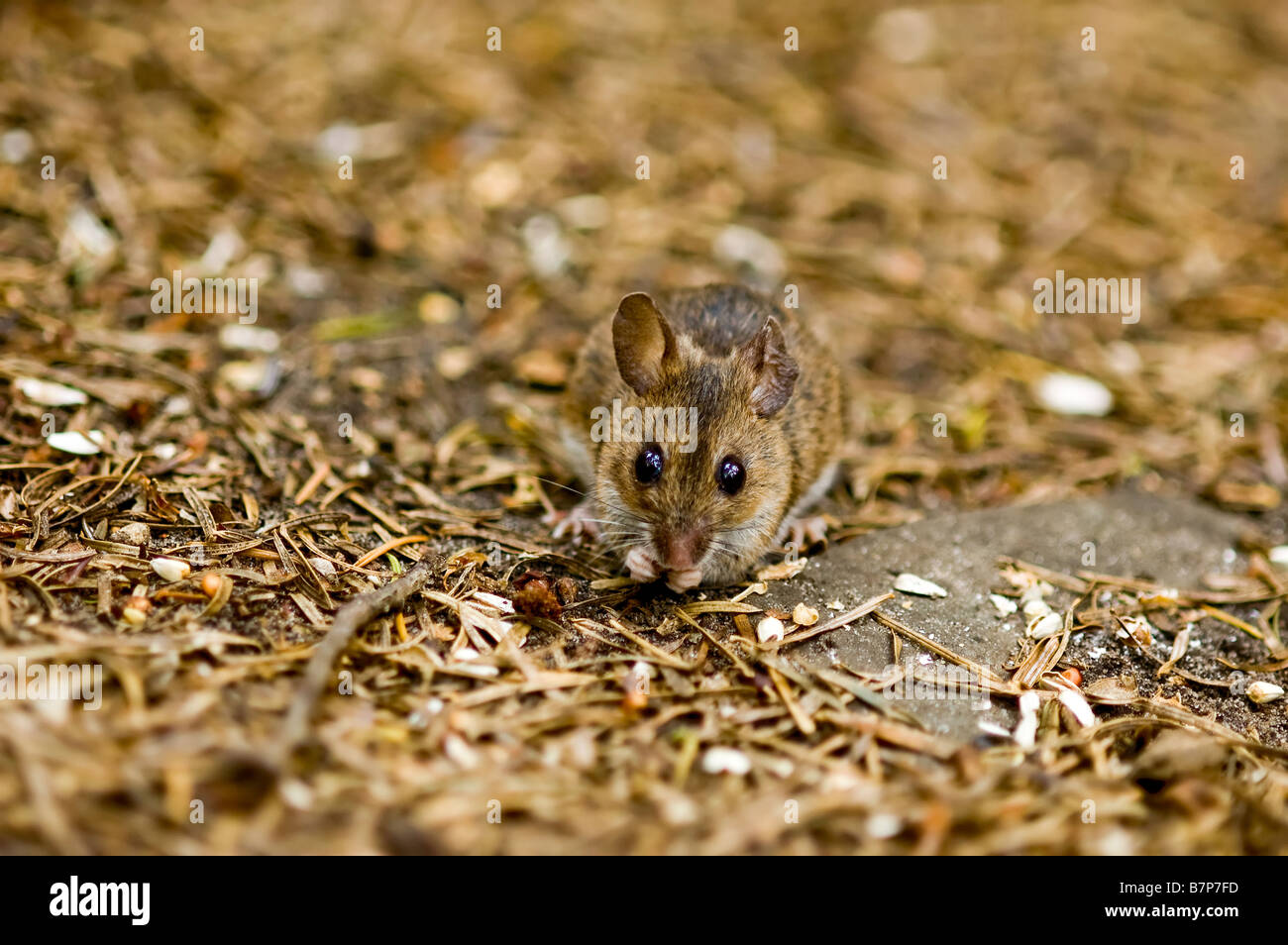 a cute mouse on the forest floor Stock Photo - Alamy