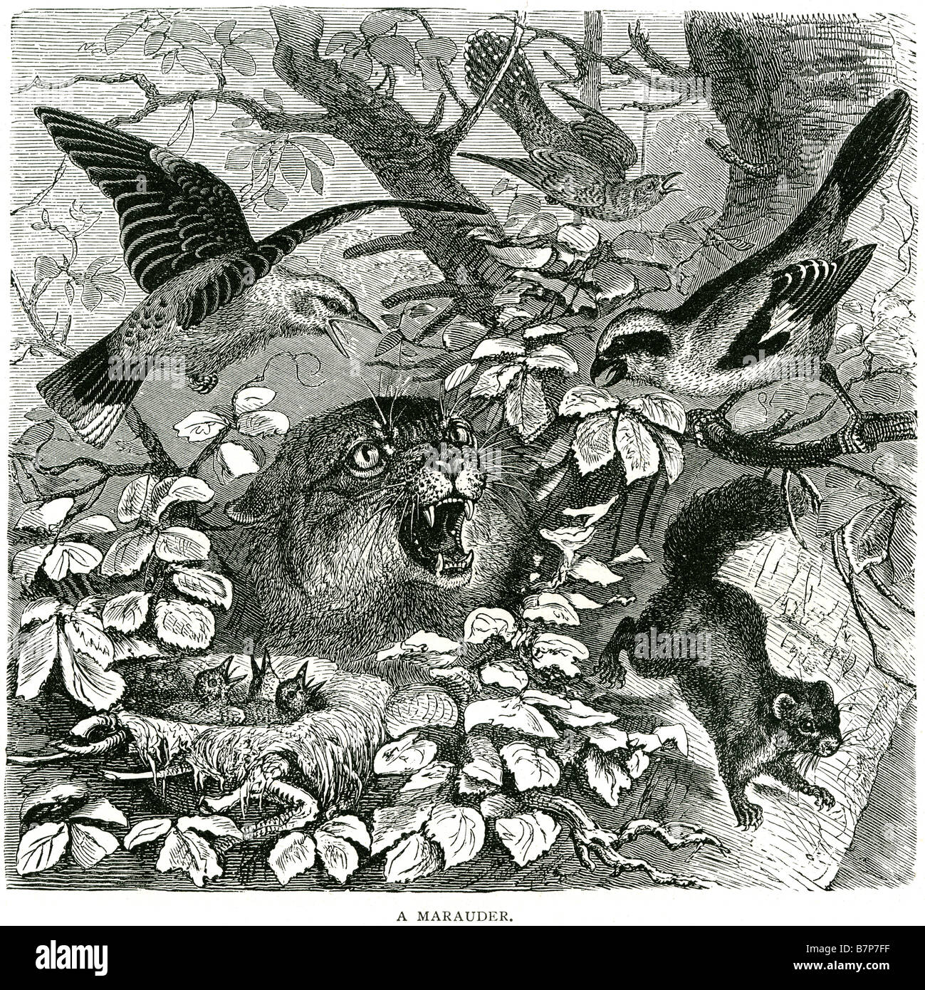 Marauder Cat predater squirrel bird nest hatchlings chicks attack tree ...