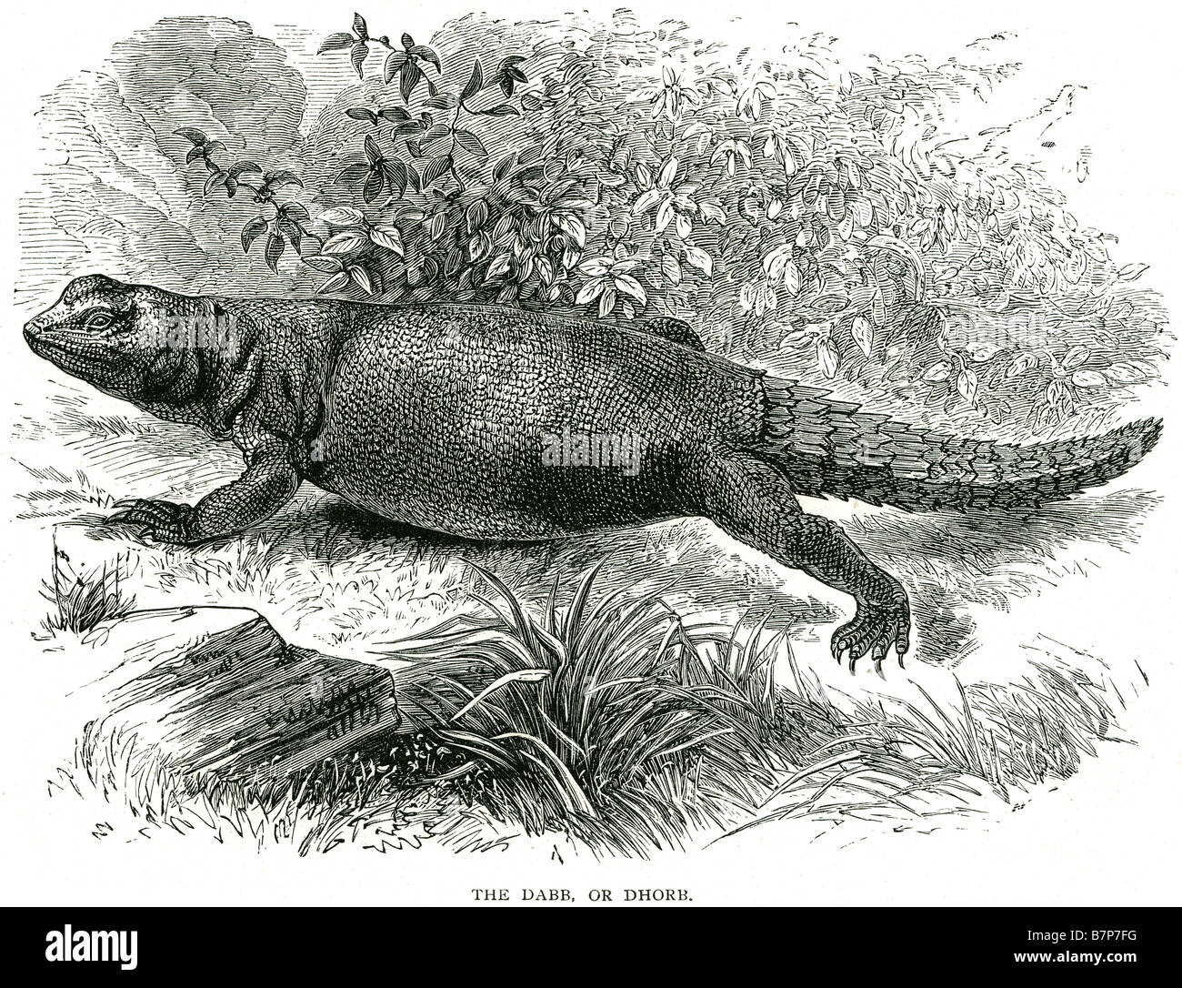 Mali empire ancient hi-res stock photography and images - Alamy