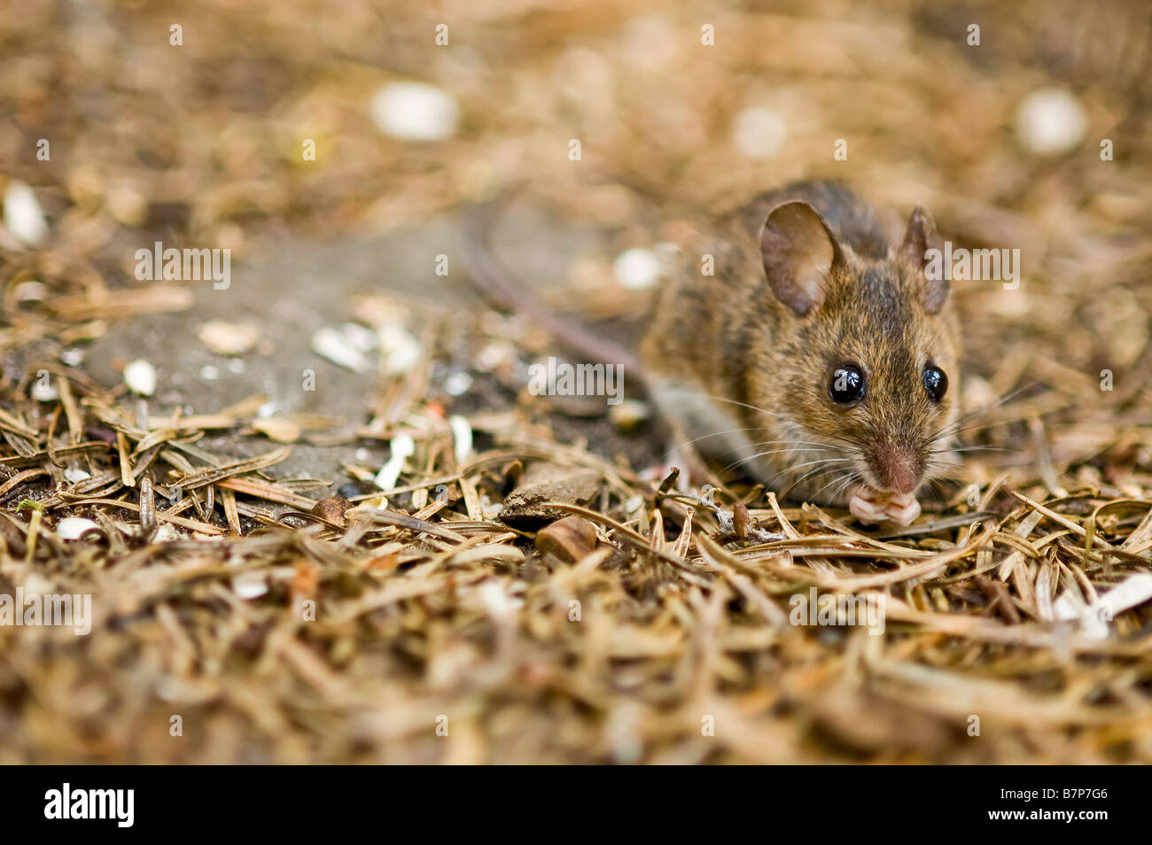 a cute mouse on the forest floor Stock Photo - Alamy
