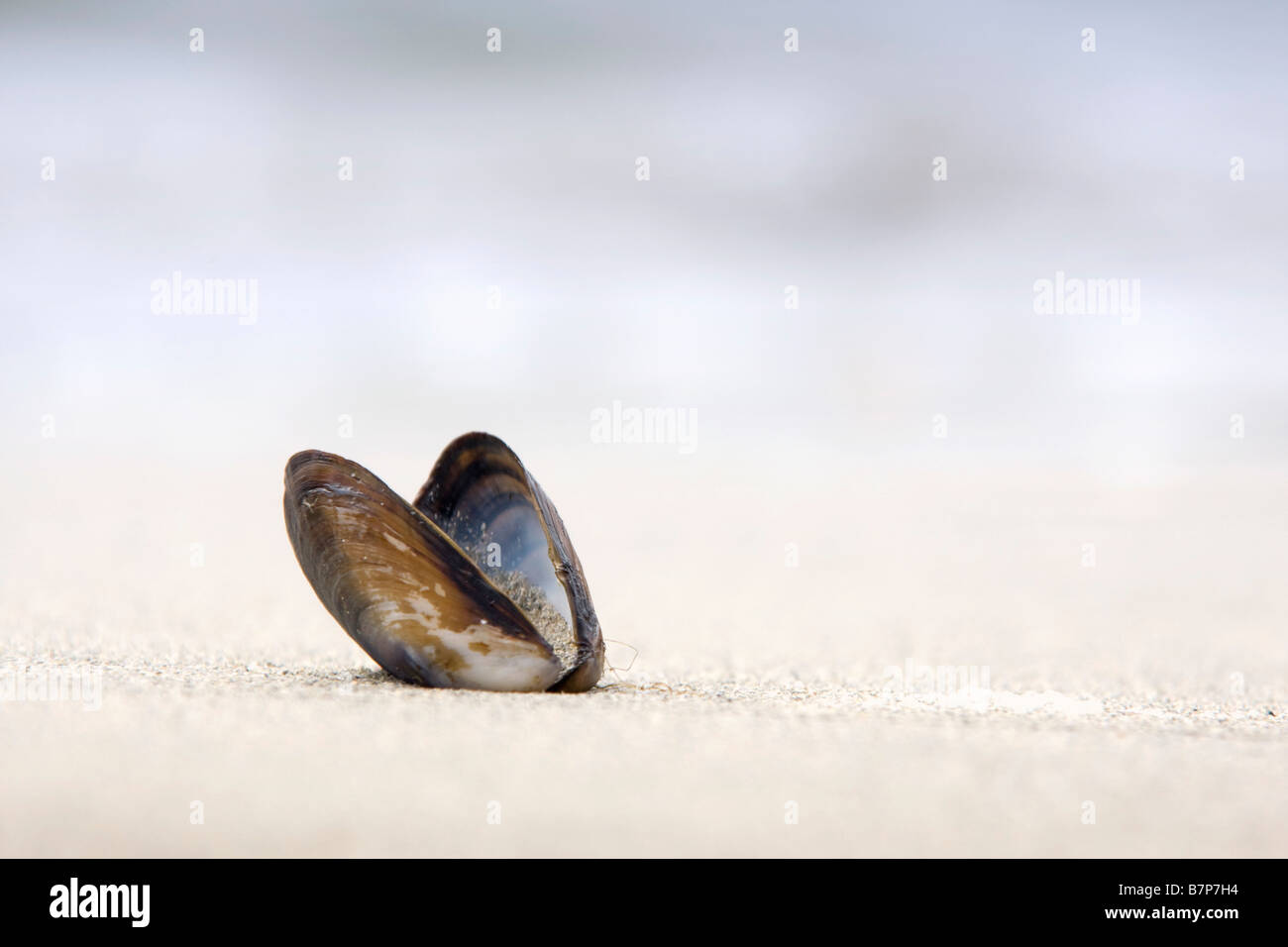 Empty clam hi-res stock photography and images - Alamy