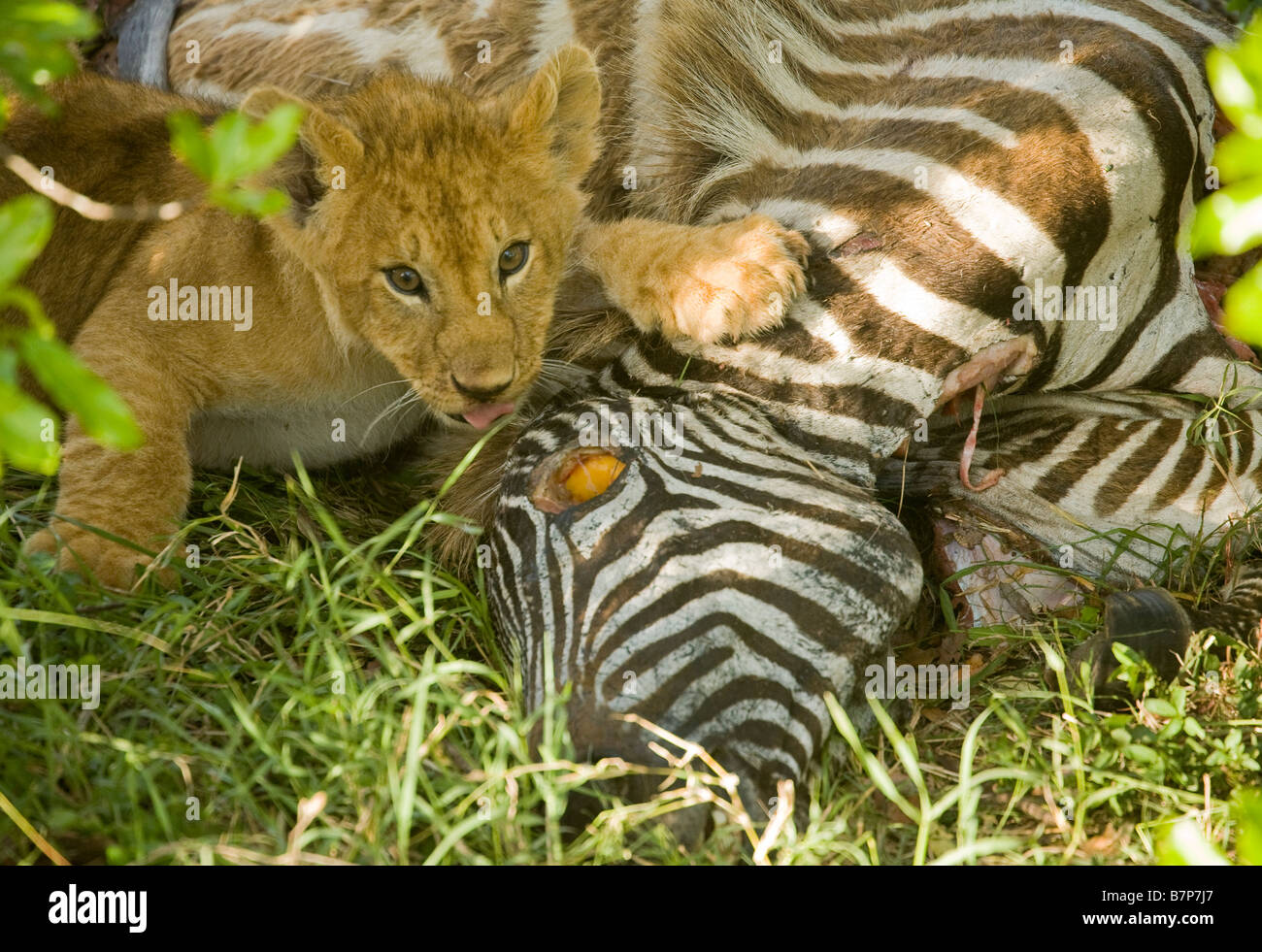 Being Friends Lion And Zebra