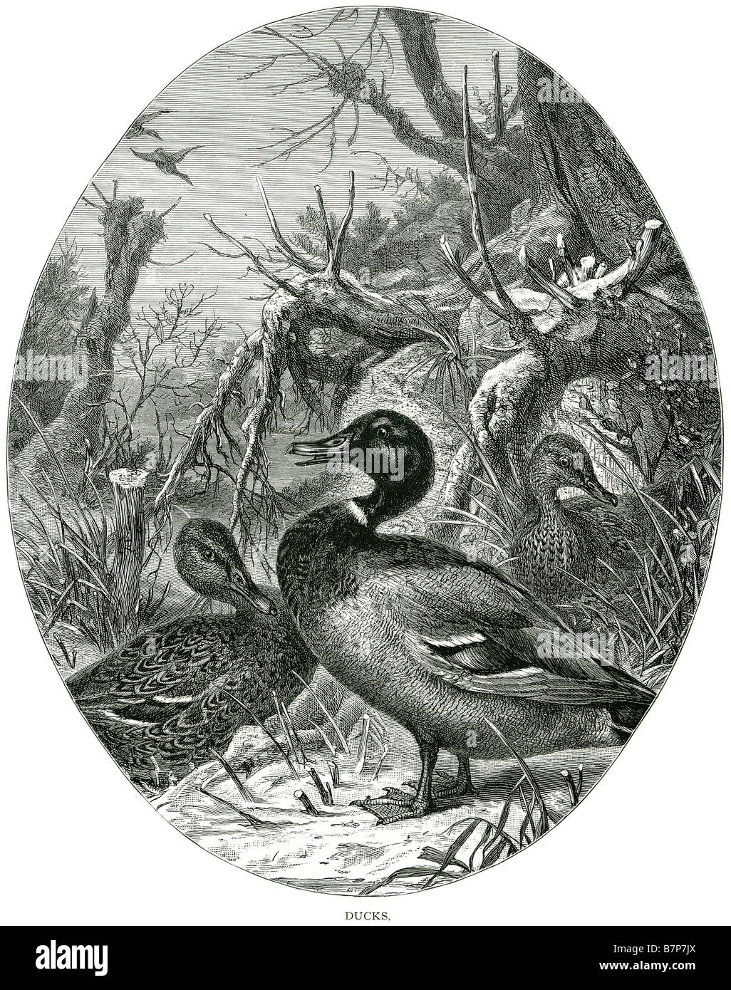 Being the anatidae considered swans geese ducks are mostly hi-res stock ...