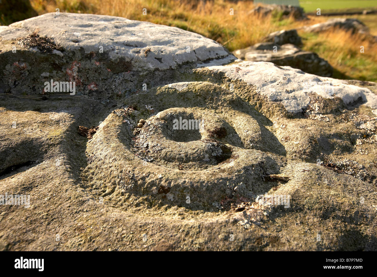 Prehistoric cup and ring marks rock art carved on rock at Brigantium ...