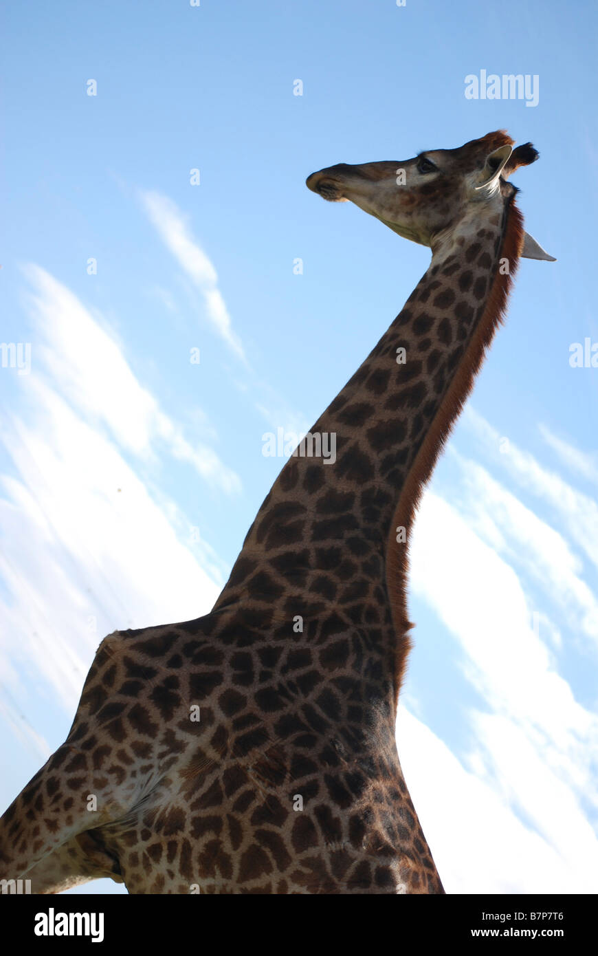 Silhouetted giraffes hi-res stock photography and images - Alamy