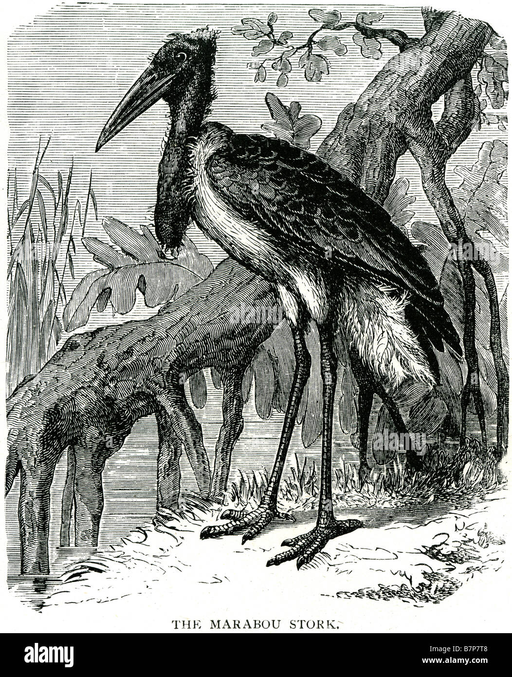 Marabou Stork Drawing