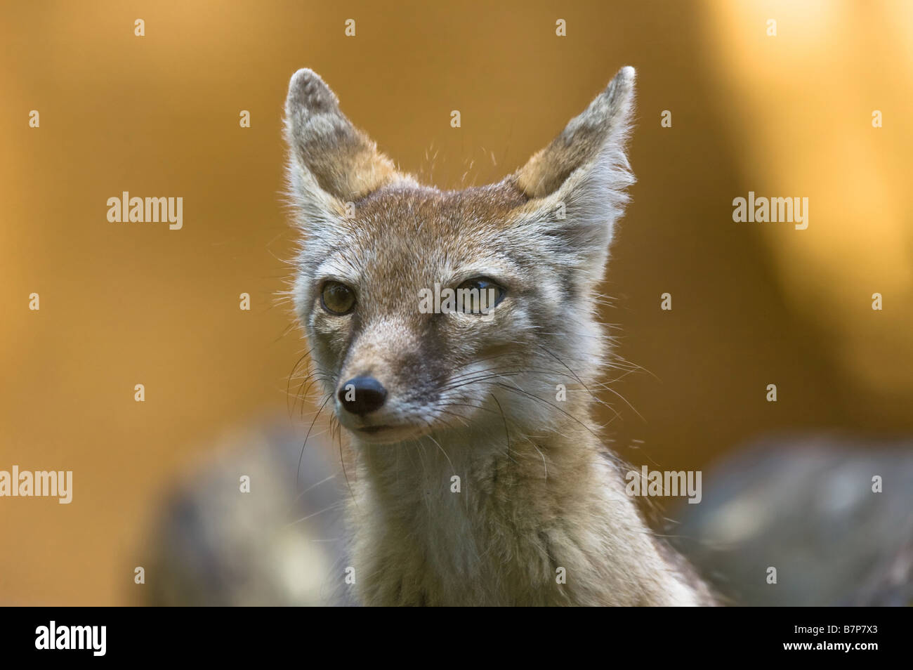 Corsac Fox Vulpes corsac Stock Photo - Alamy
