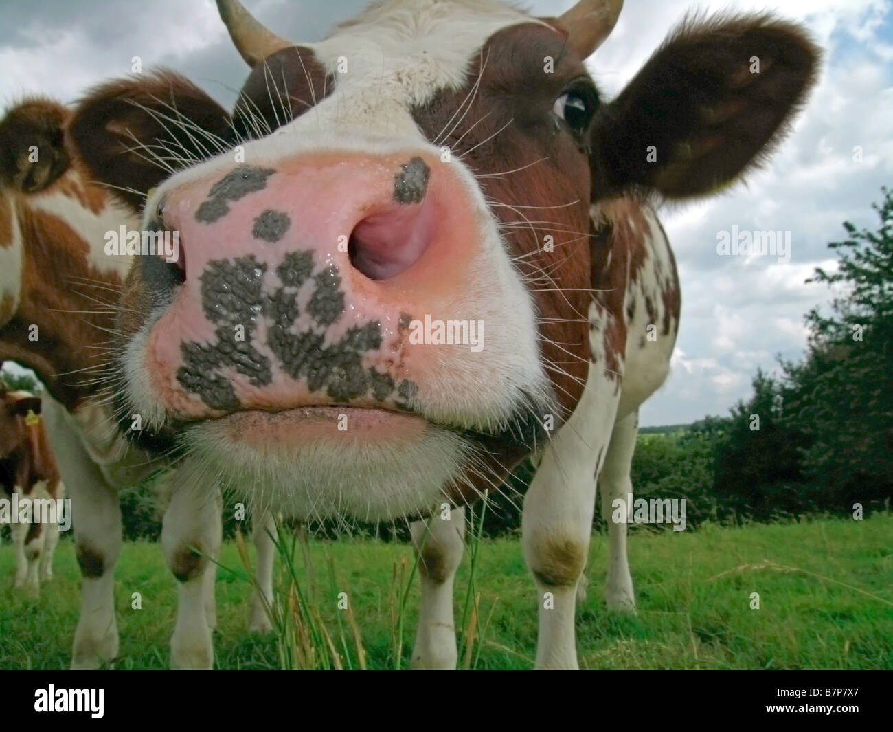 Mouth cattle hi-res stock photography and images - Alamy
