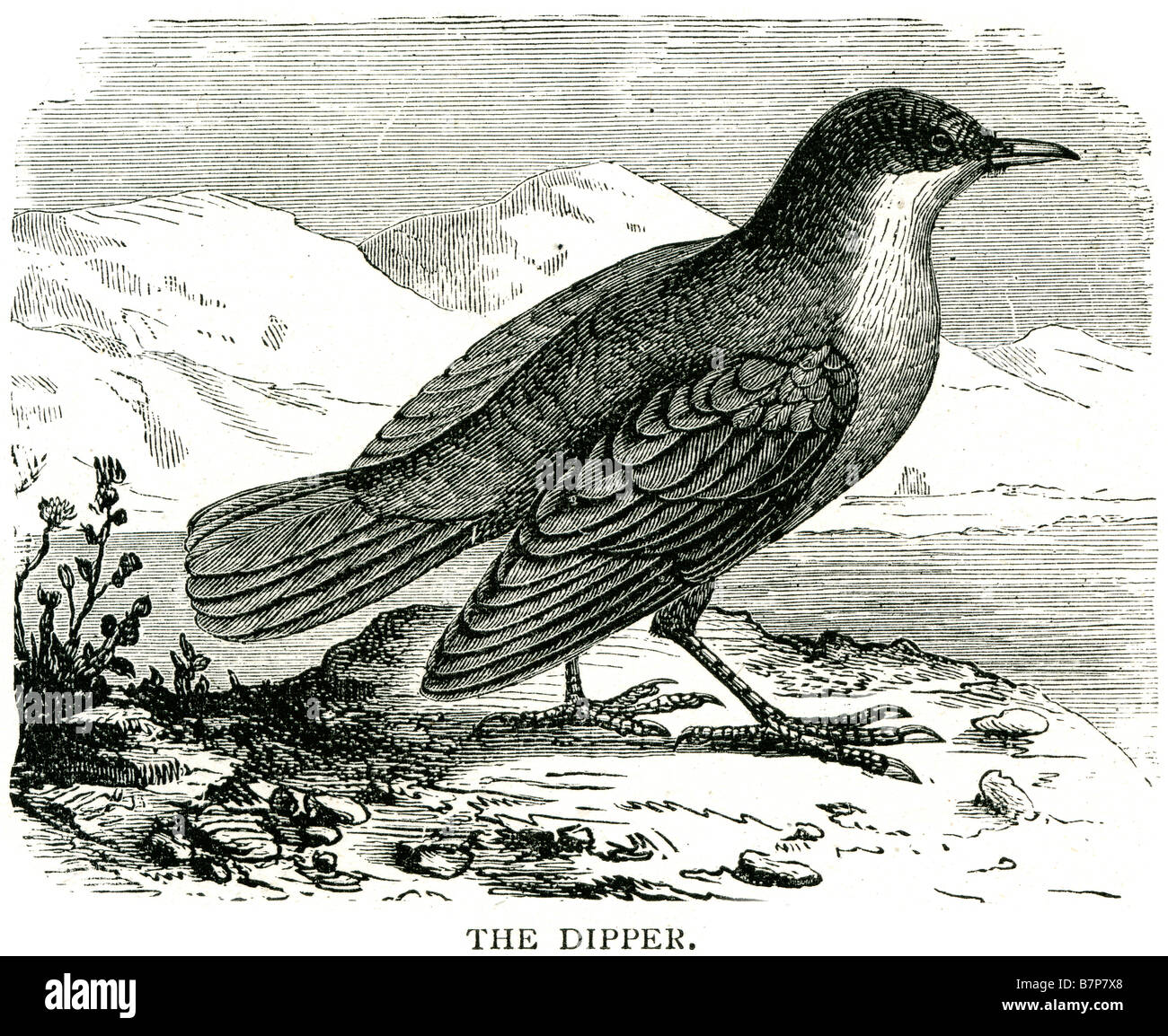 Dipper Cinclus Cinclidae passerines swim underwater bird profile shore ...