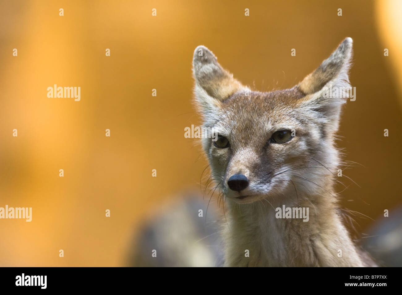 Corsac fox hi-res stock photography and images - Alamy