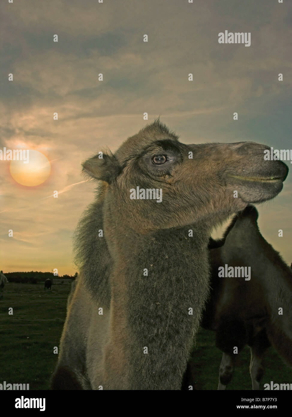 camel - portrait Stock Photo - Alamy