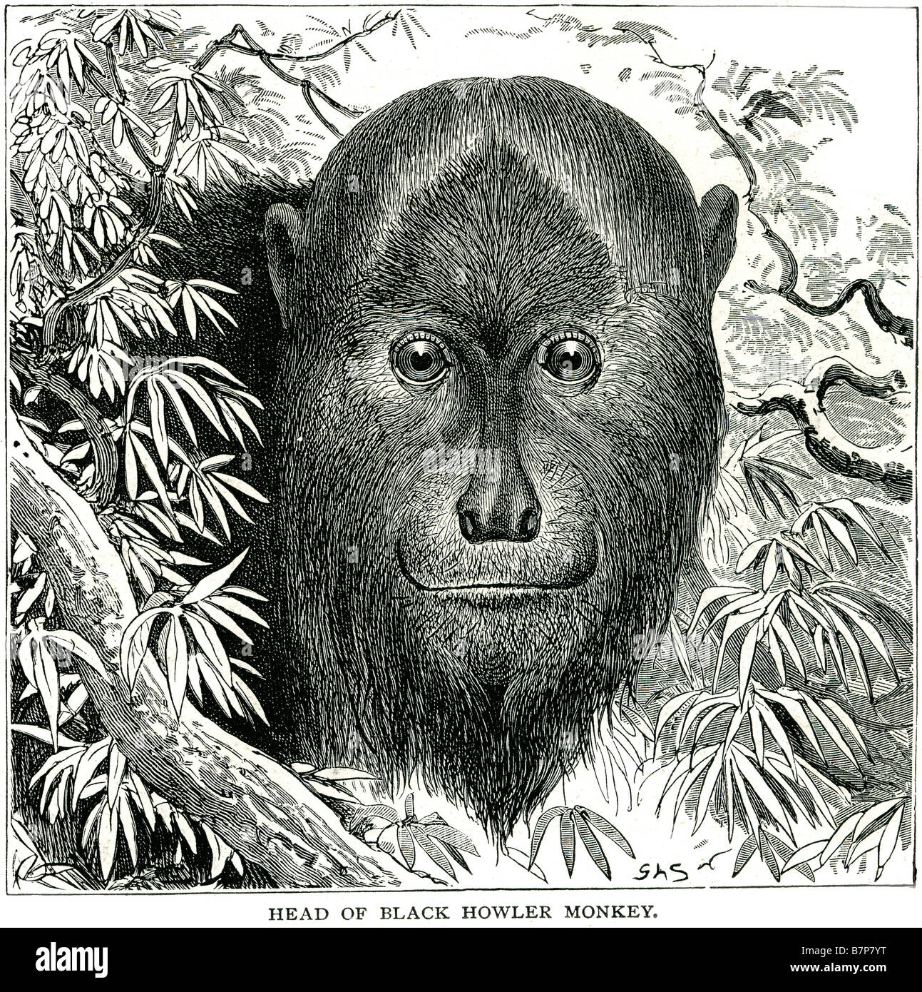 Black howler monkey illustration hi-res stock photography and images ...