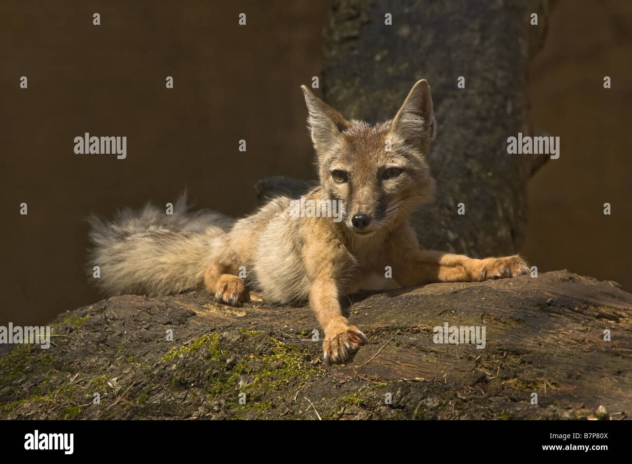 portrait of a beautiful corsac fox Stock Photo - Alamy