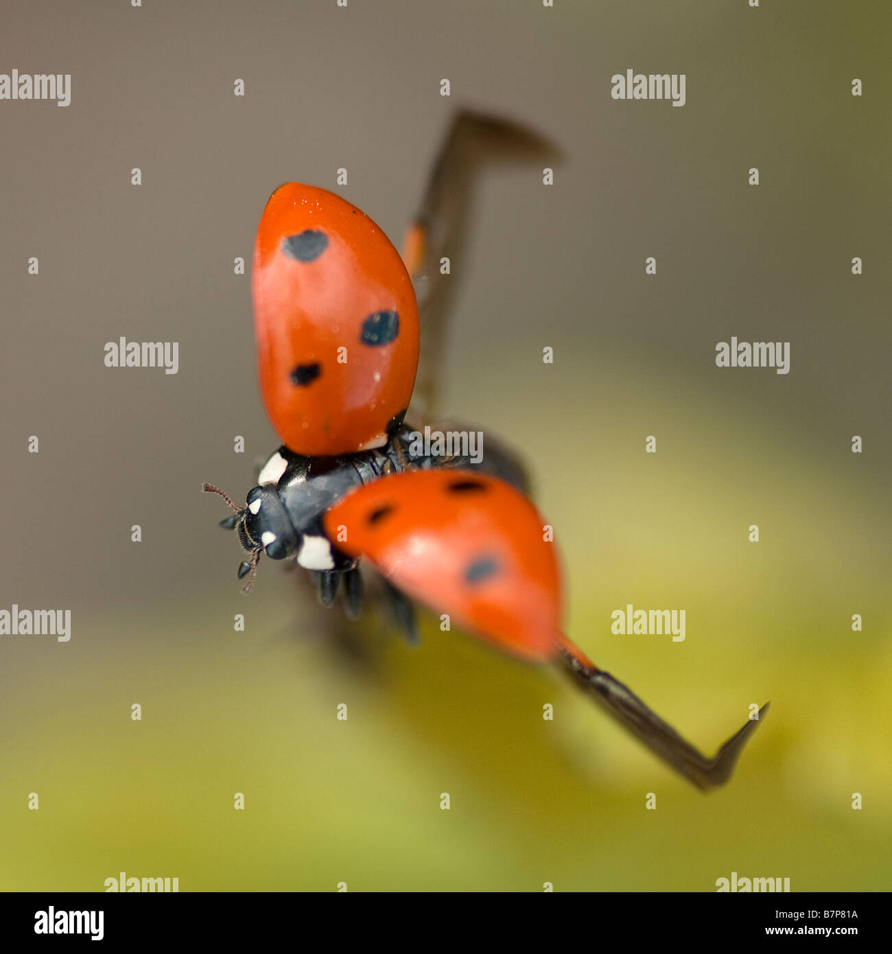 Ladybug taking off from a leaf Stock Photo - Alamy