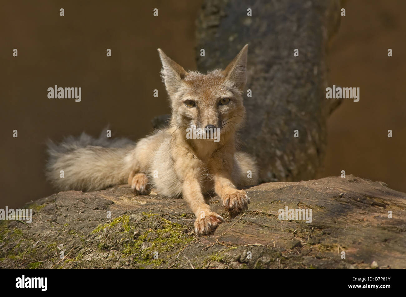 portrait of a beautiful corsac fox Stock Photo - Alamy