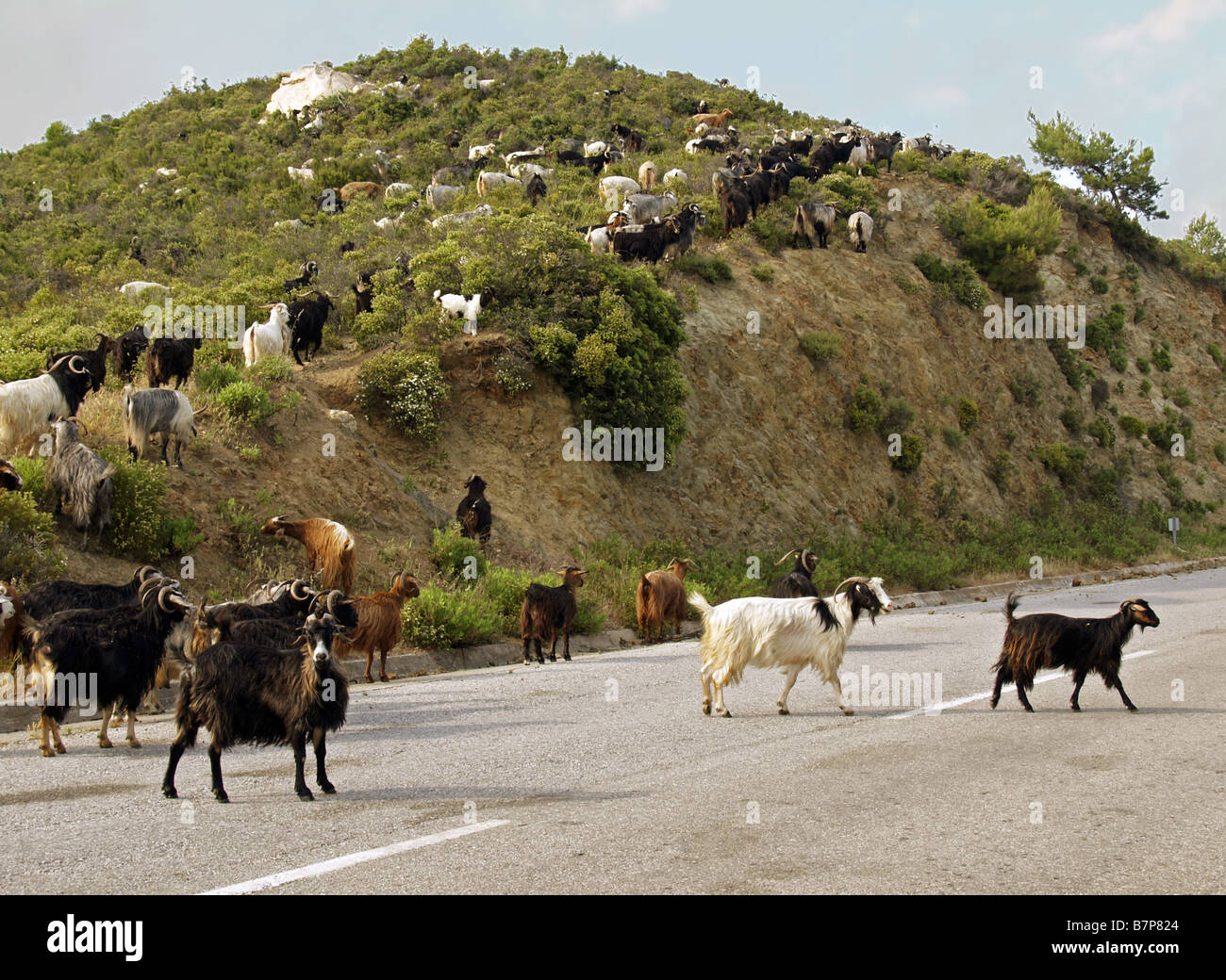 Goats animals road hi-res stock photography and images - Alamy