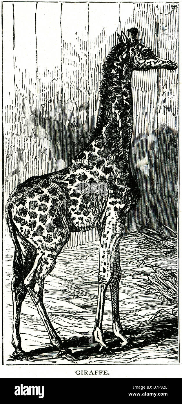 Giraffe feet hi-res stock photography and images - Alamy