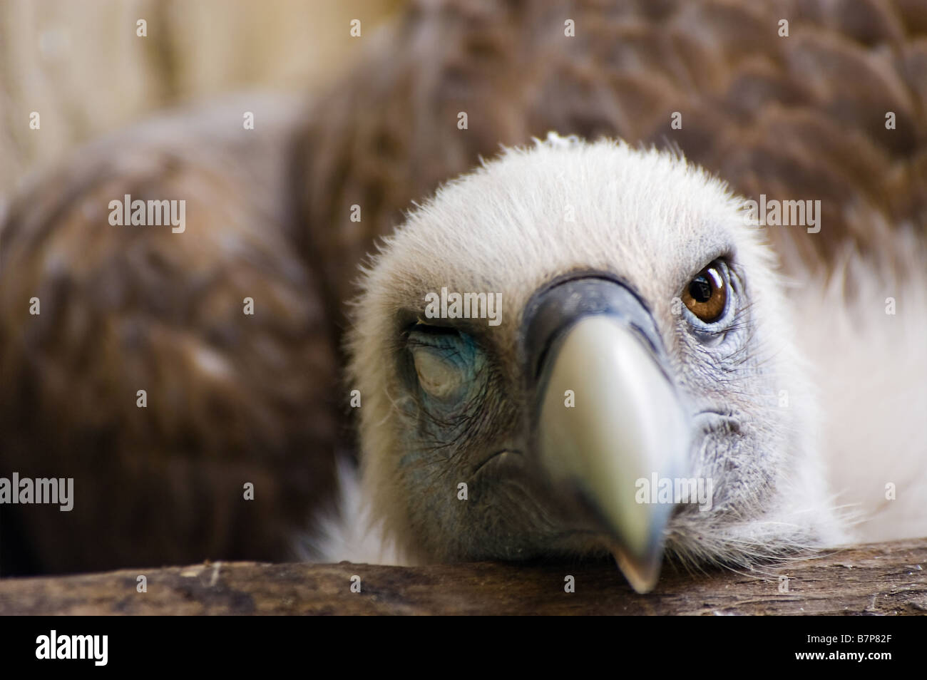 Funny looking griffon vulture Stock Photo - Alamy