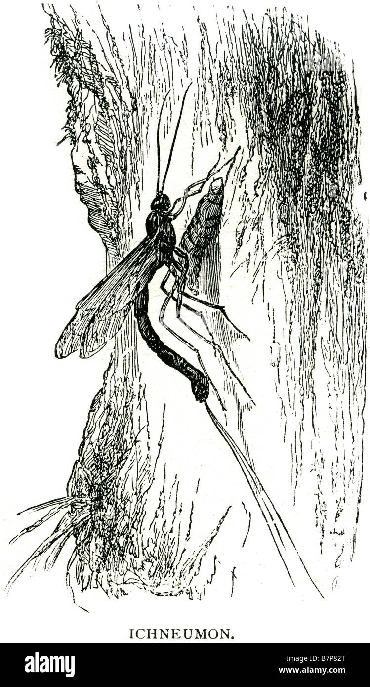 Apocrita insect suborder hi-res stock photography and images - Alamy