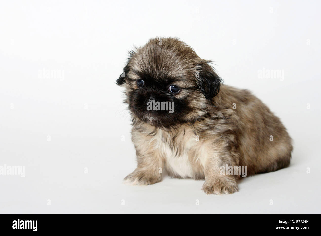 Tibetan Spaniel puppy 5 weeks Stock Photo - Alamy