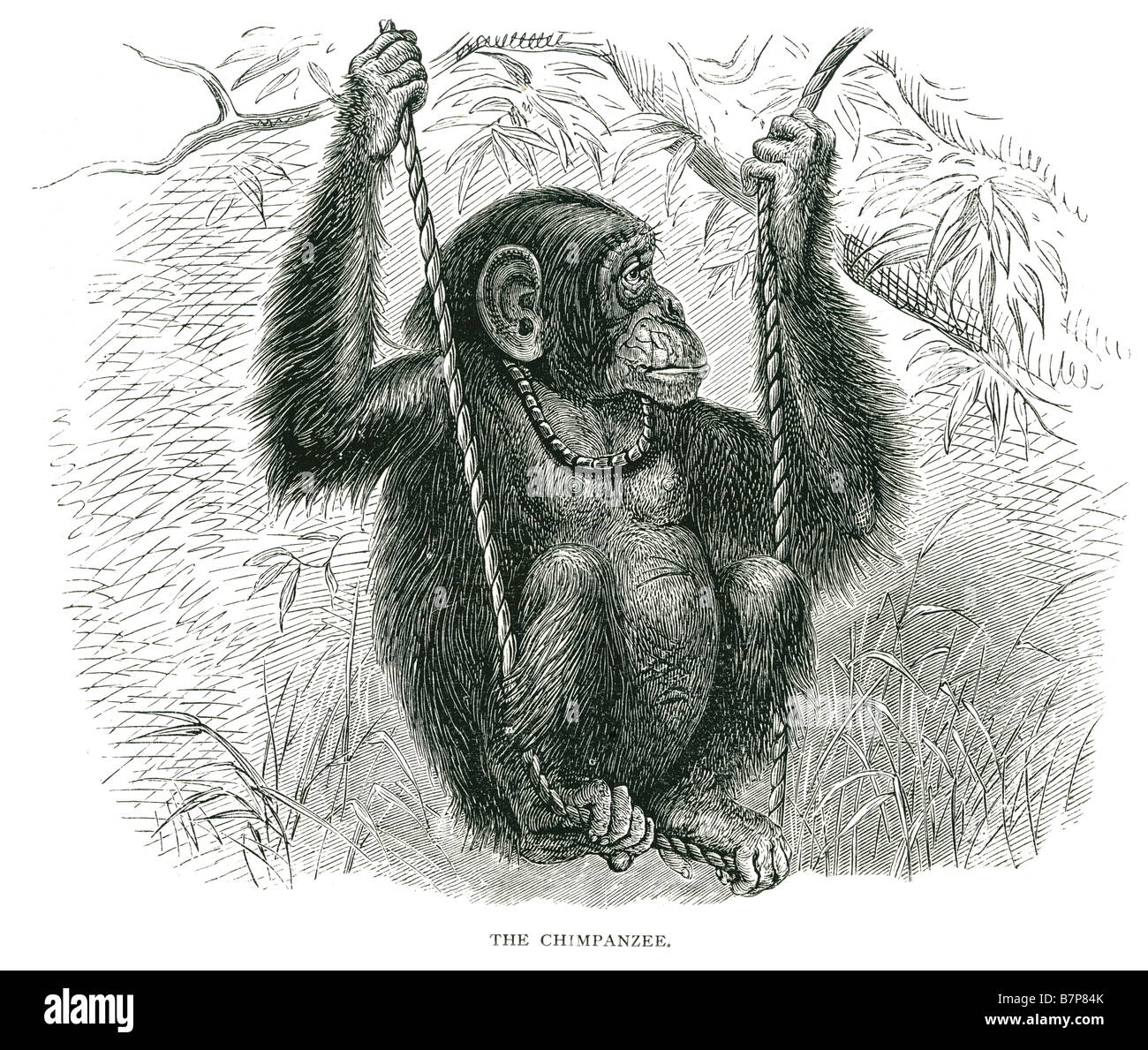 Chimpanzee chimp Pan troglodytes pet animal swing outside captive ...