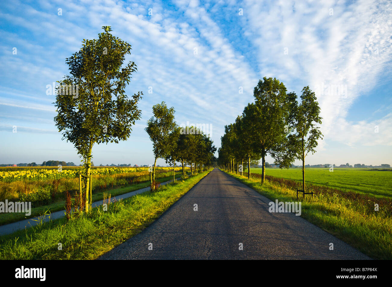 a country road in summer in Holland The Netherlands Stock Photo - Alamy