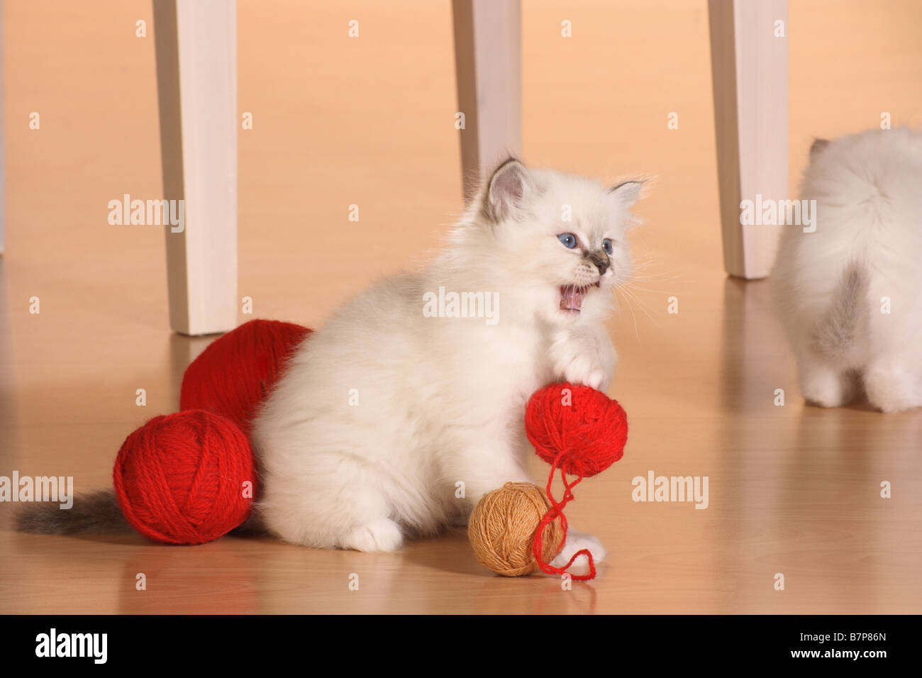 Sacred cat of Burma, Birman. White kitten playing with wool Stock Photo ...