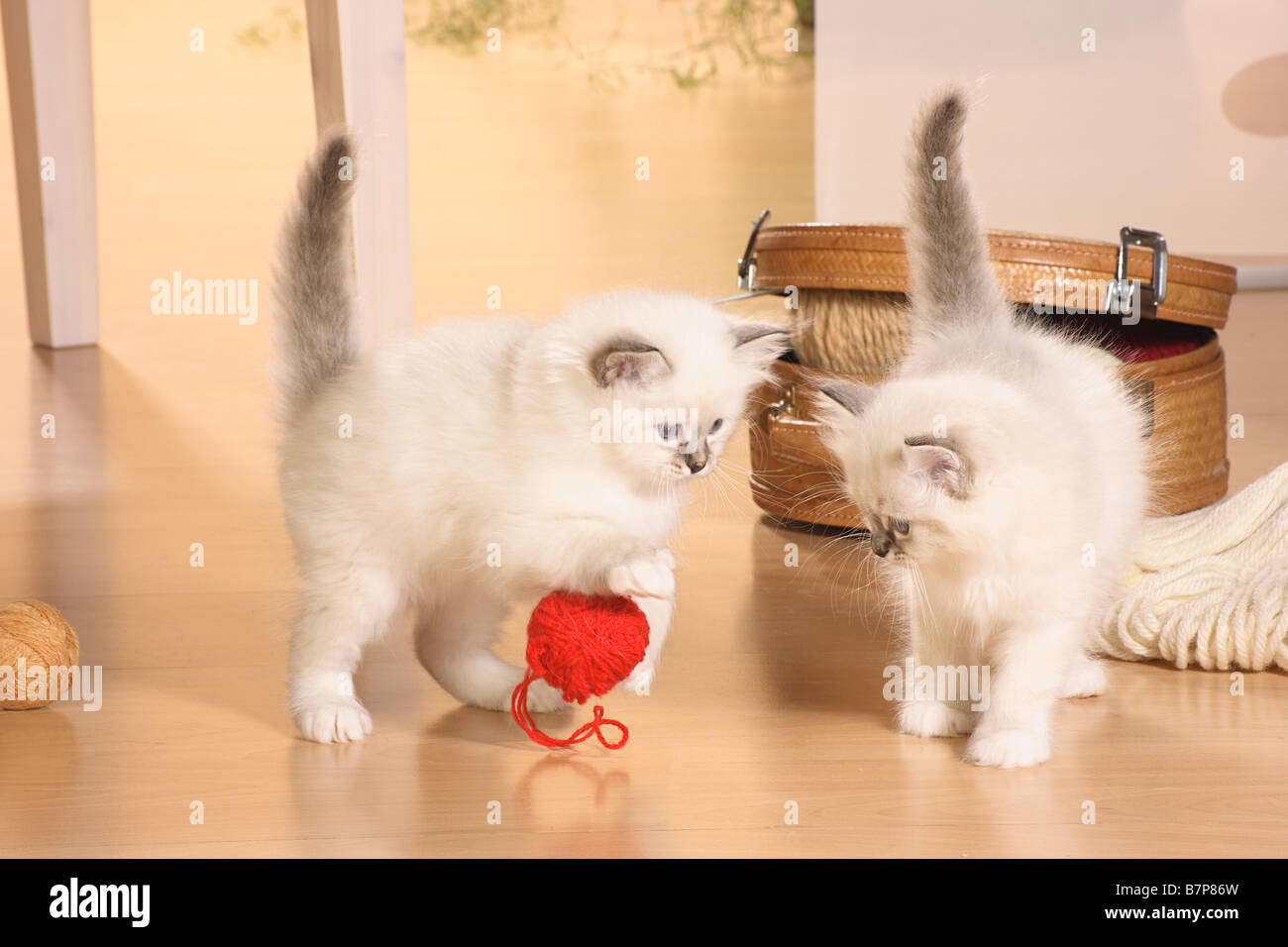 two sacred cat of burma kitten - playing Stock Photo - Alamy