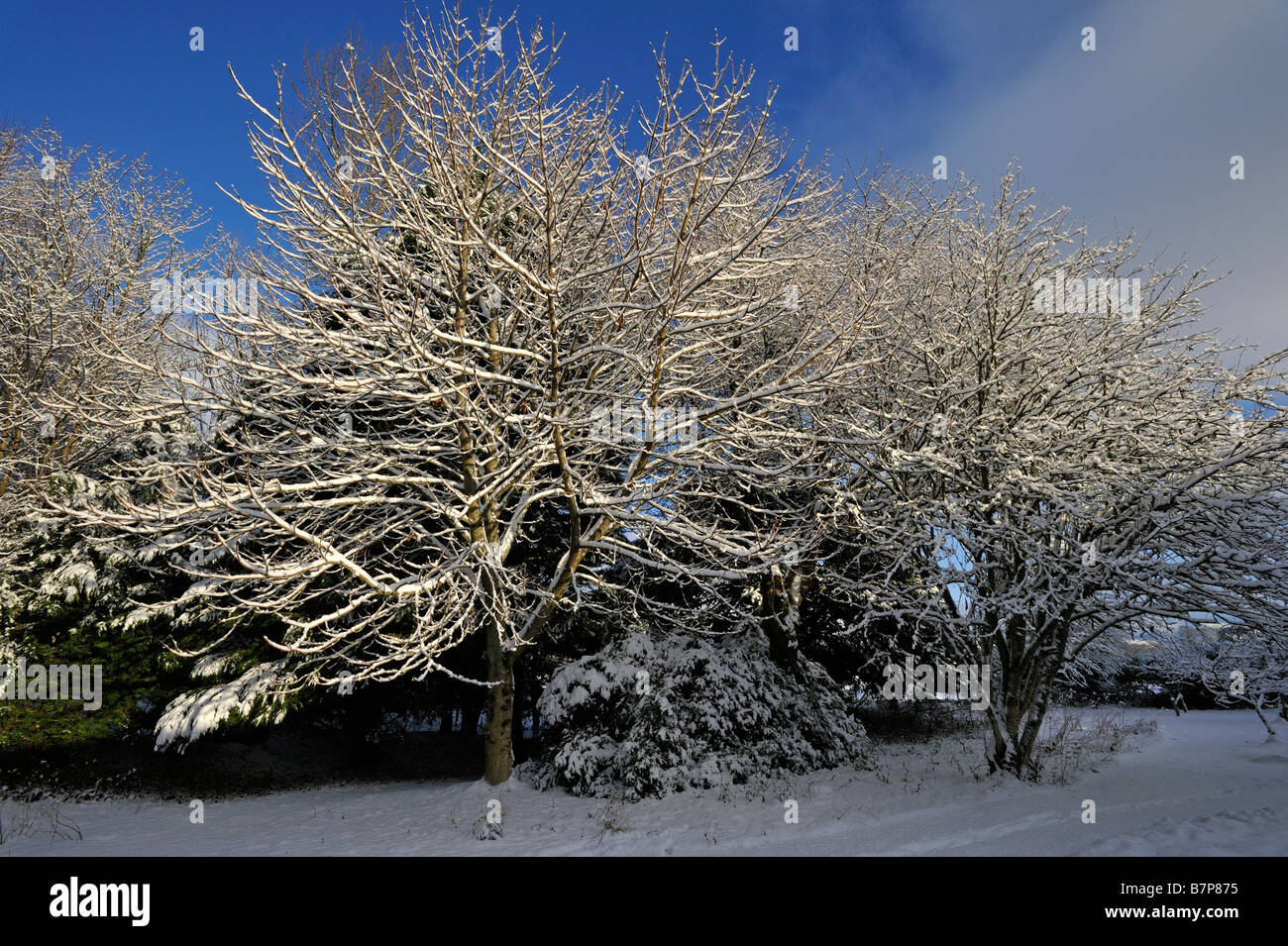 Snow covered trees and shrubs in a country garden in winter Killin ...